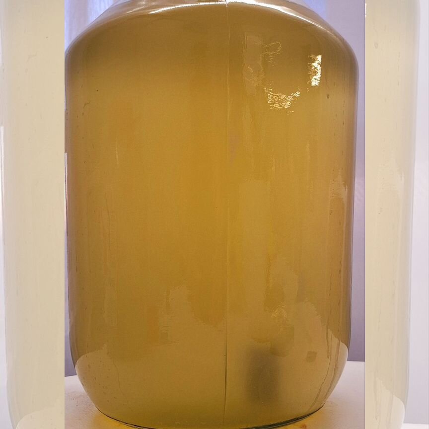 Микроводоросль-фитопланктон (исохрисис галбана)