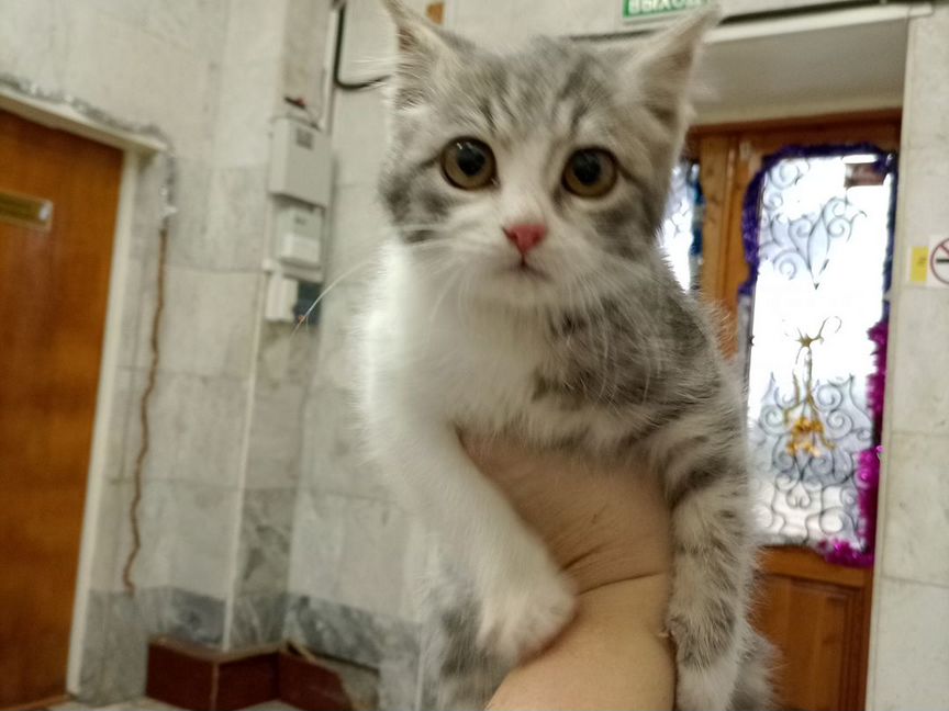 Котенок в добрые руки, бесплатно