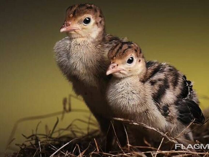 Индейка бронзовая северокавказская