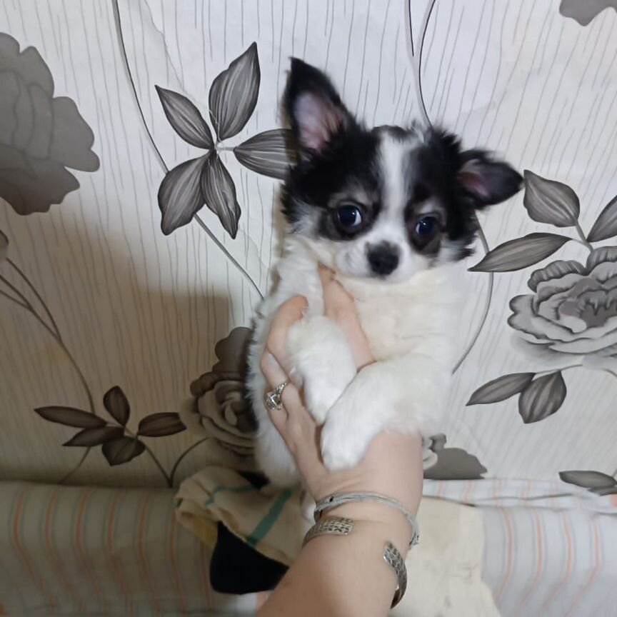 Чихуахуа мальчик