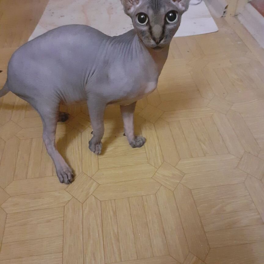 Сфинкс