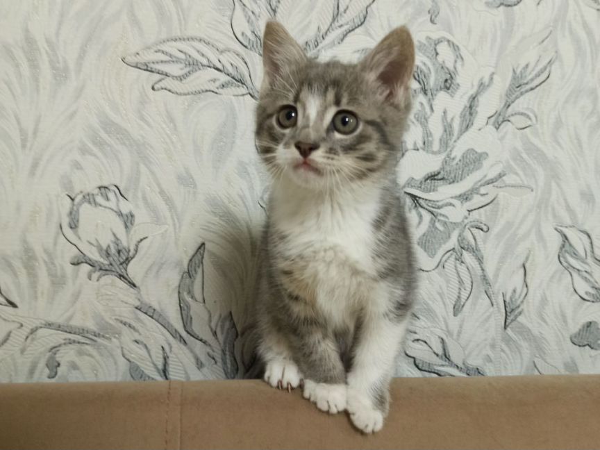 Котенок,кот