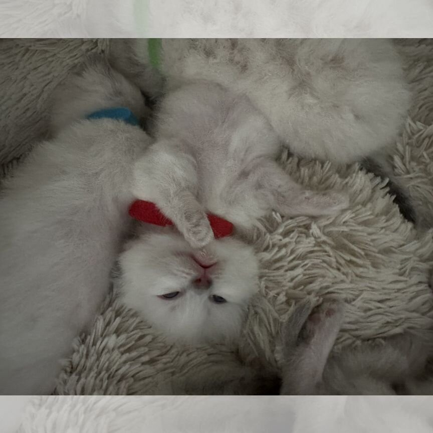 Невский маскарадный котёнок
