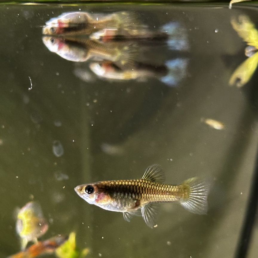 Рыбки аквариумные