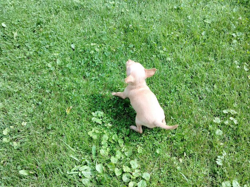 Щенки русский мини той-терьер