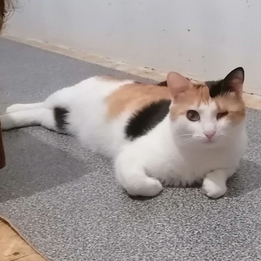 Кошка Сима