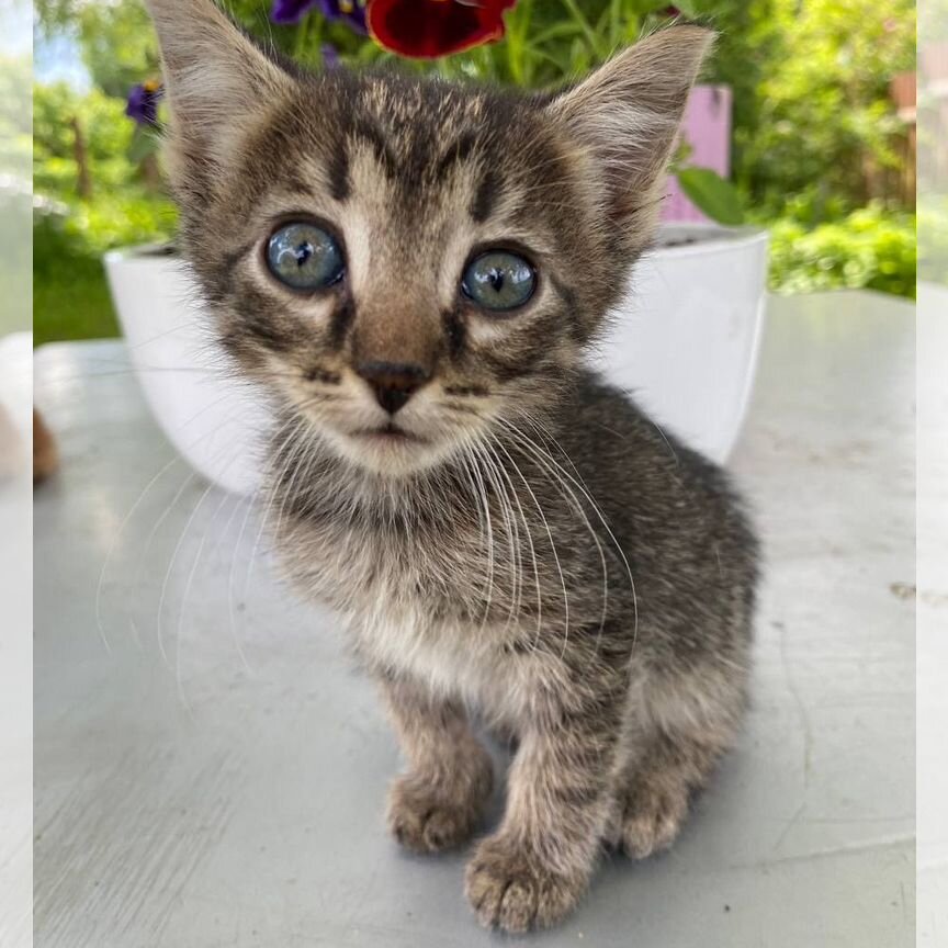 Котёнок в добрые руки