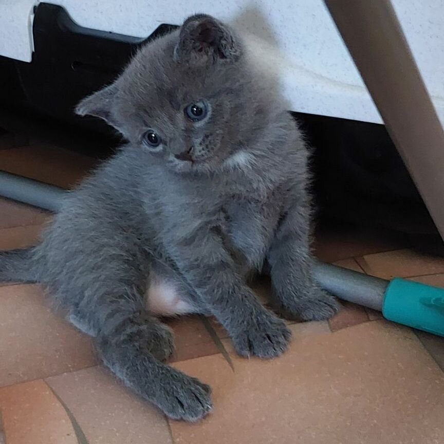 Серый котенок в добрые руки