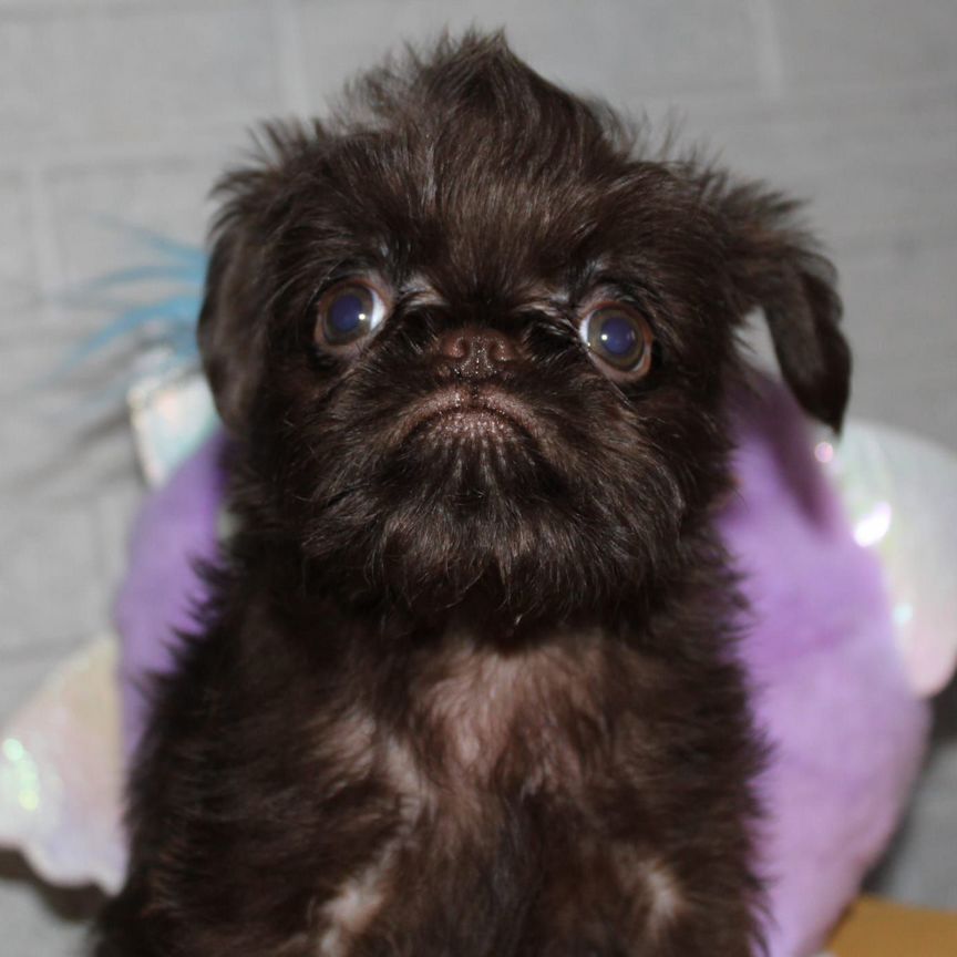 Гриффончик шоколадка