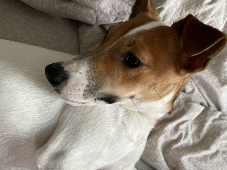 Джек Рассел терьер