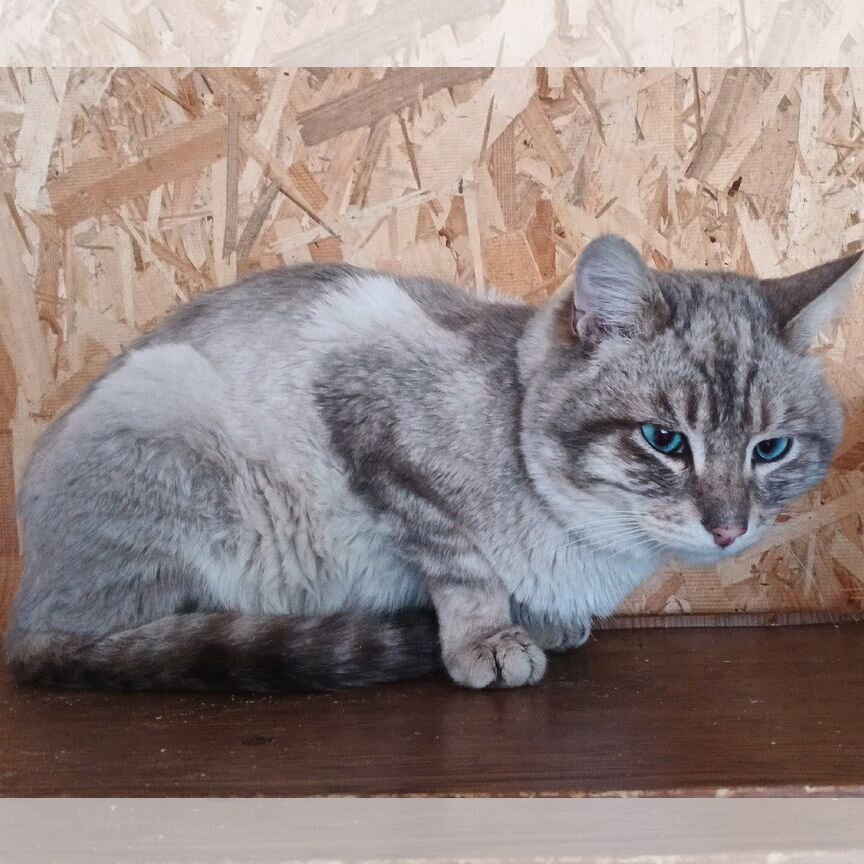 Тайский, взрослый кот