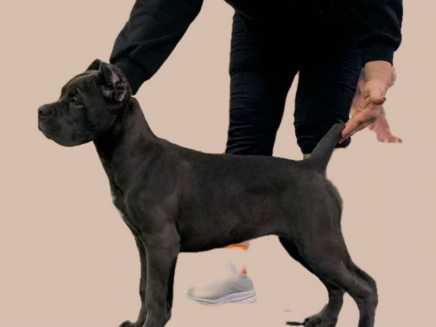 Щенки кане Корсо