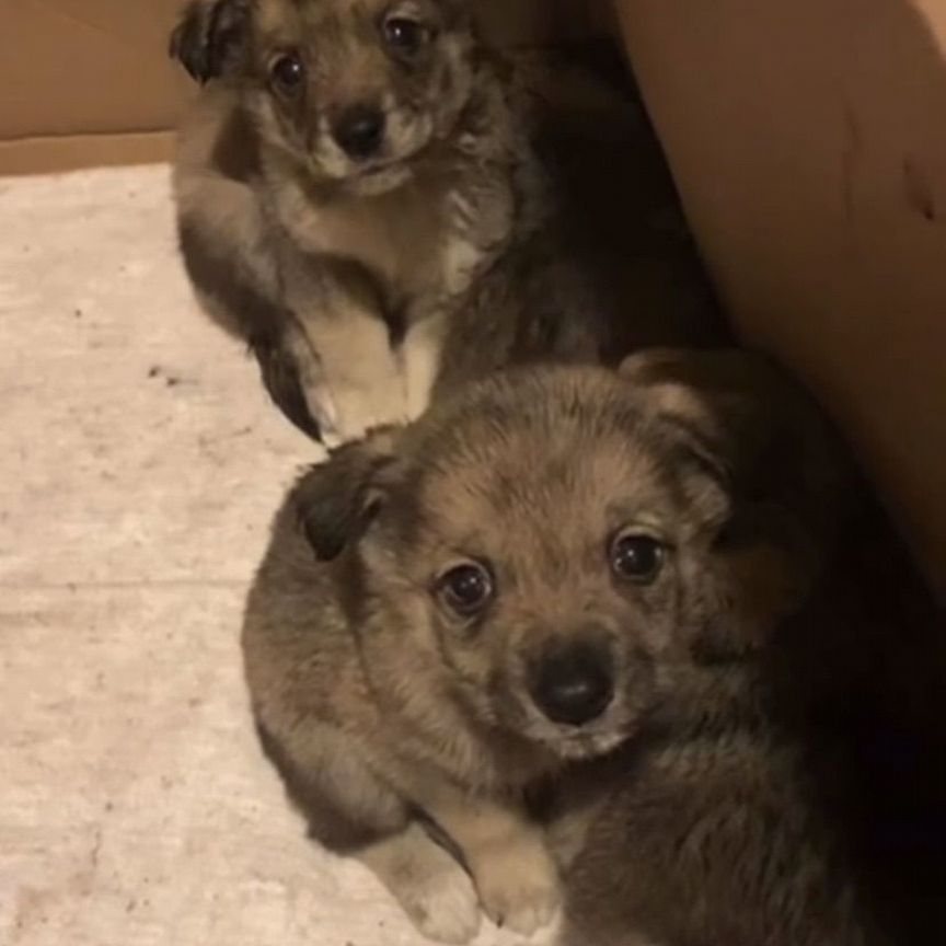 Собаки щенки