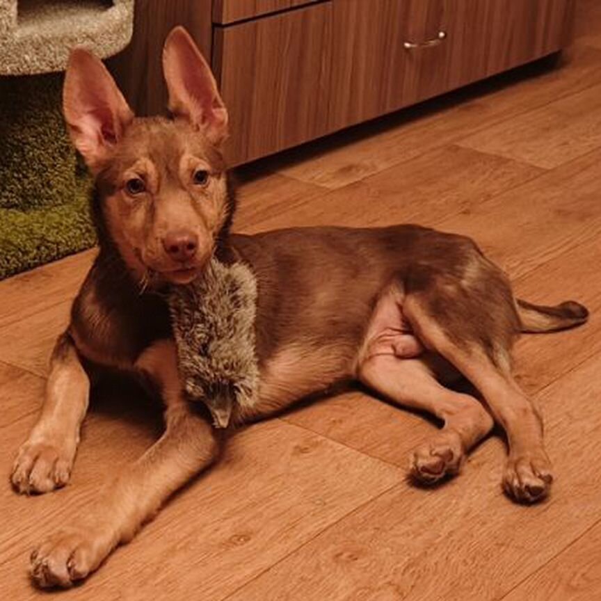 Щенок в добрые руки