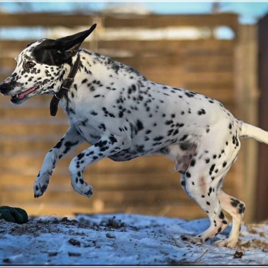 Далматин, взрослый пёс