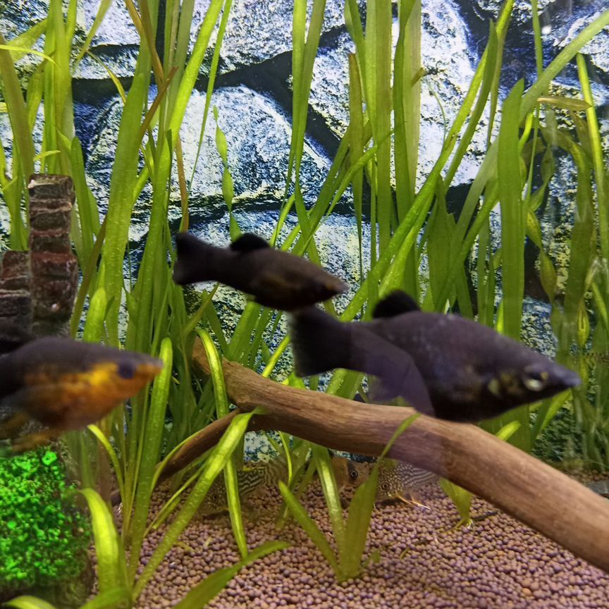 Моллинезии Гуппи Меченосцы