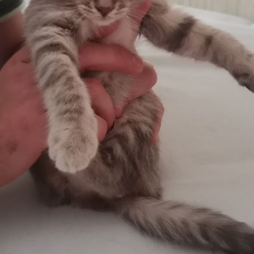 Домашние животные котята бесплатно