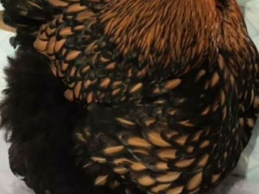 Цыплята суточные