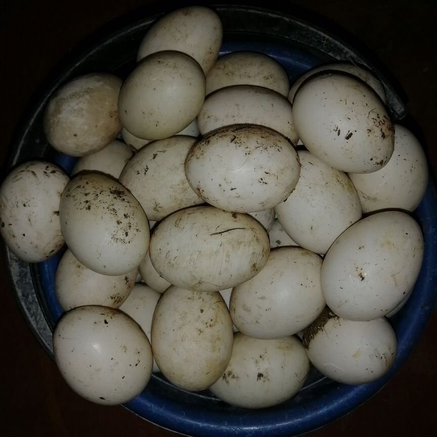 Яйцо мускусной утки