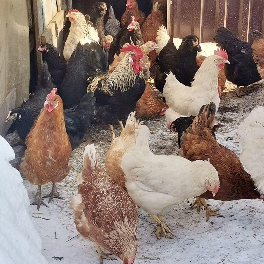 Куры несущки и петух