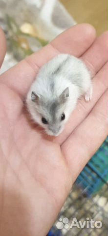 Джунгарский хомяк