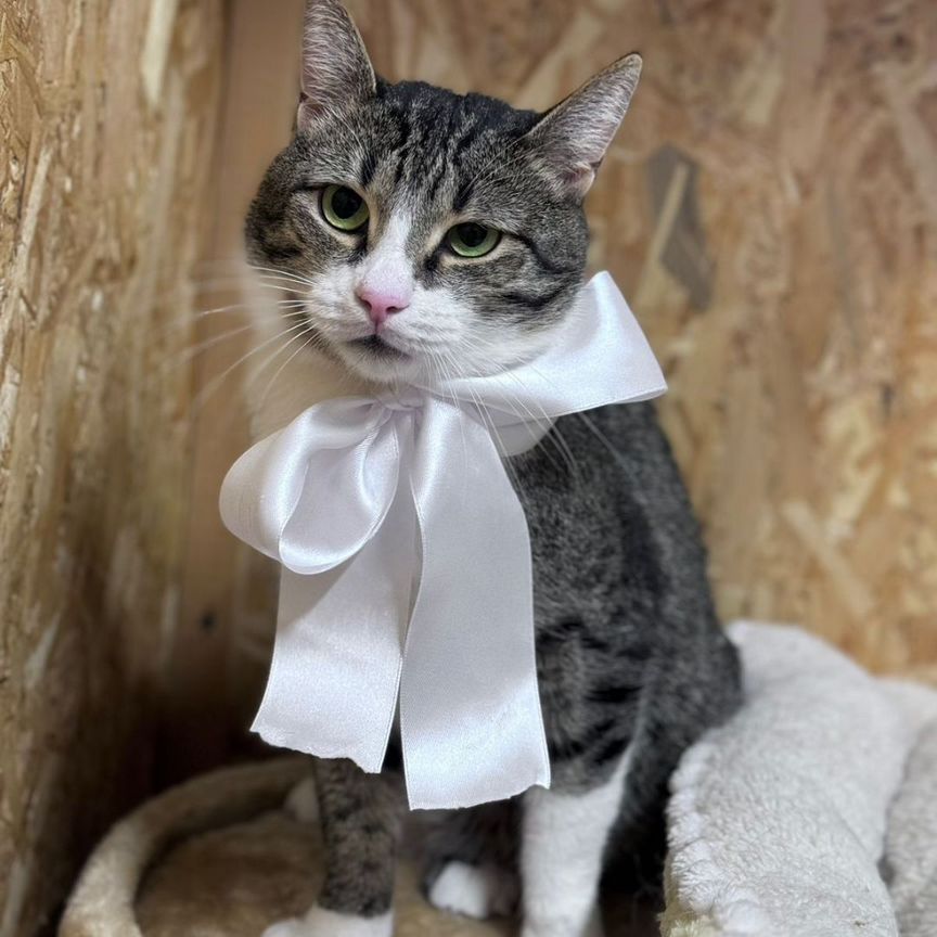 Кот Виталик в добрые руки