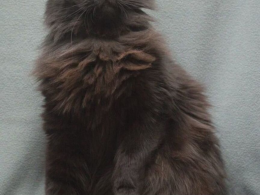 Шоколадное облако Ксюня