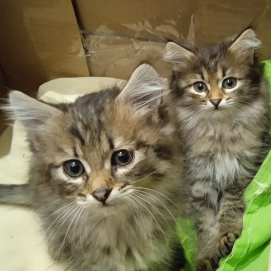 Котята в добрые руки