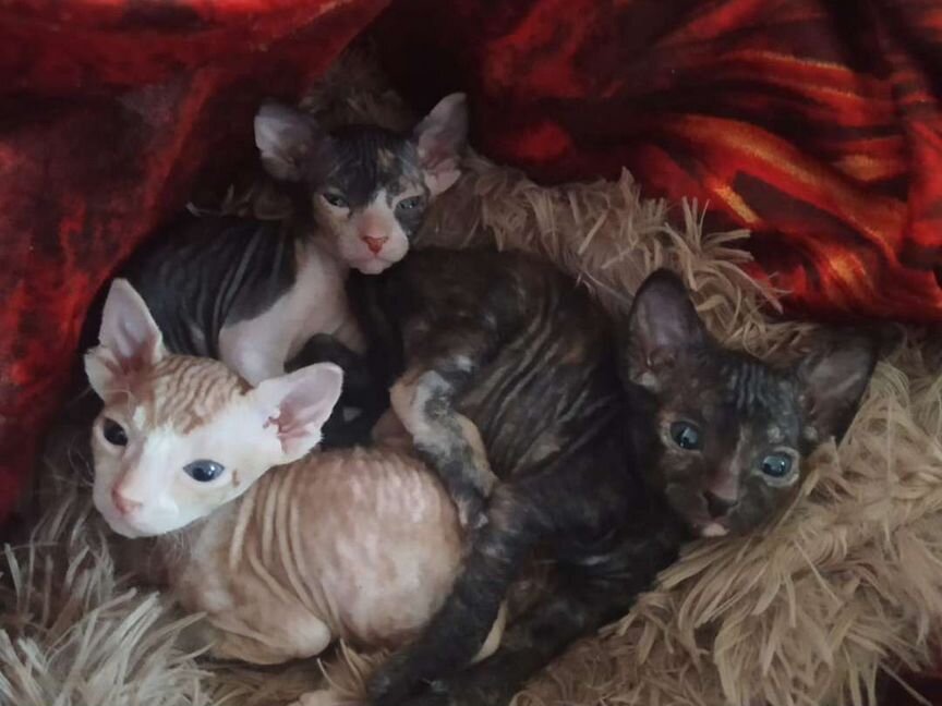 Продам котят канадский сфинкс