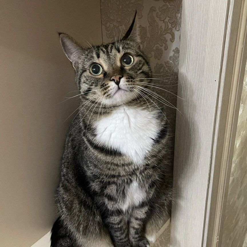 Взрослый кот в добрые руки