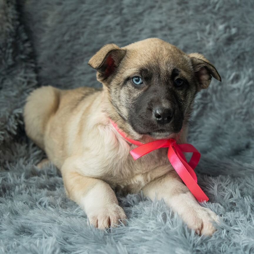 Щенок в добрые руки