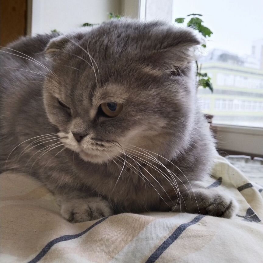 Кошечка в добрые руки