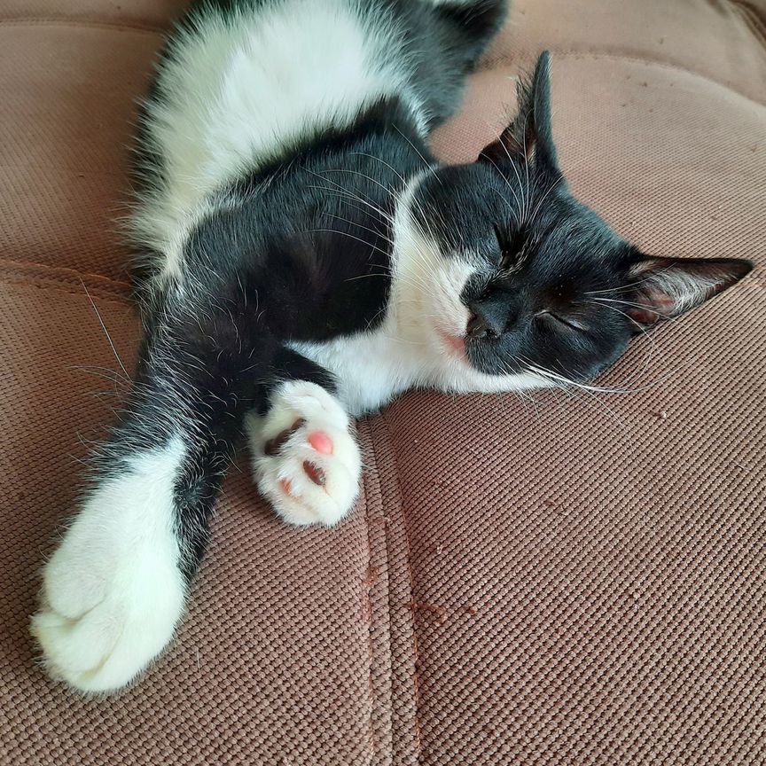 Котенок в добрые руки
