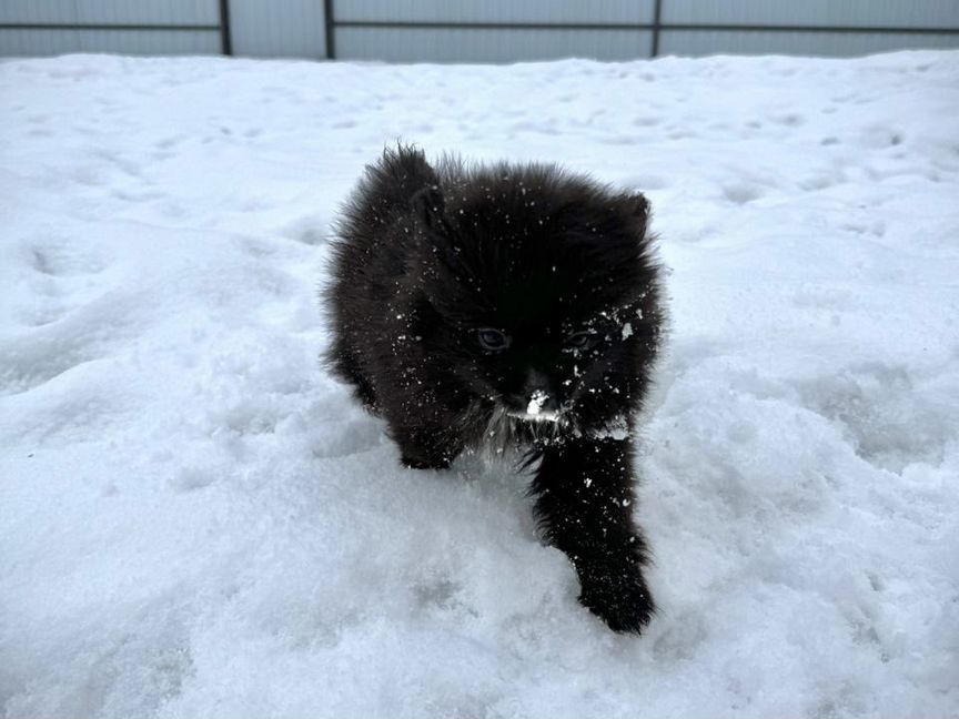 Шпицы щенки