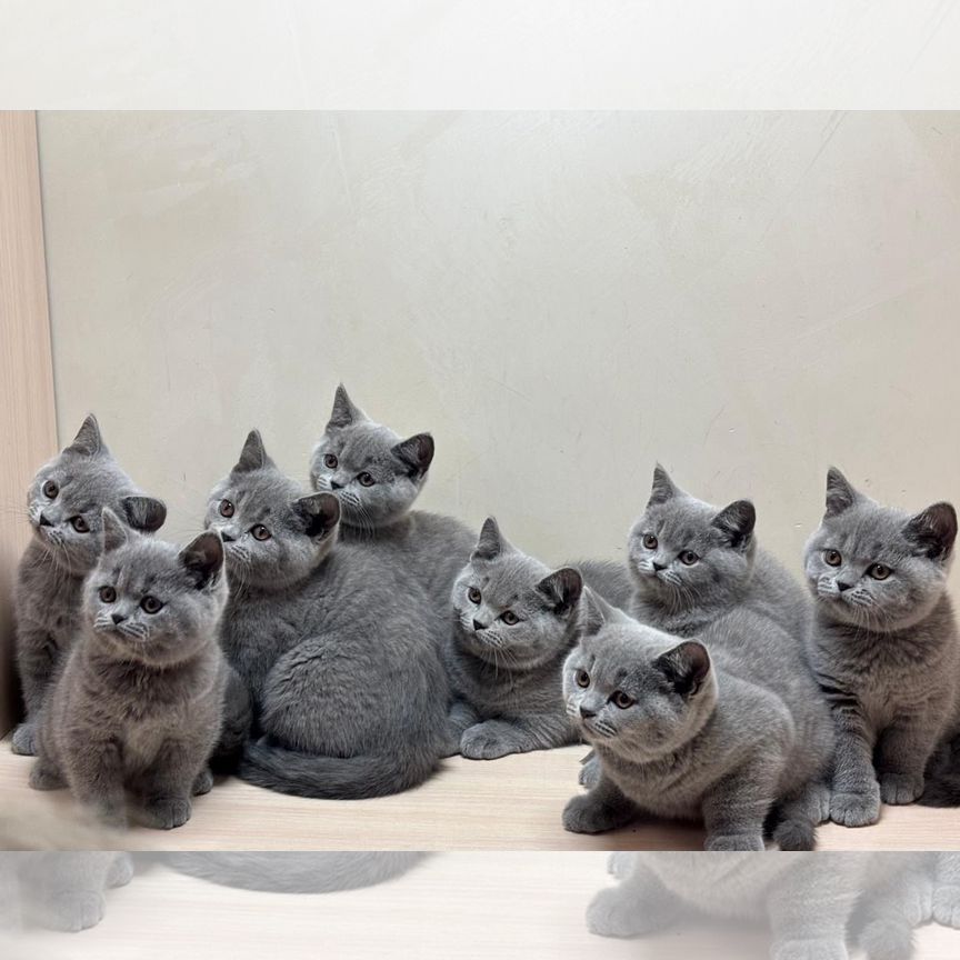 Британские котята с родословной