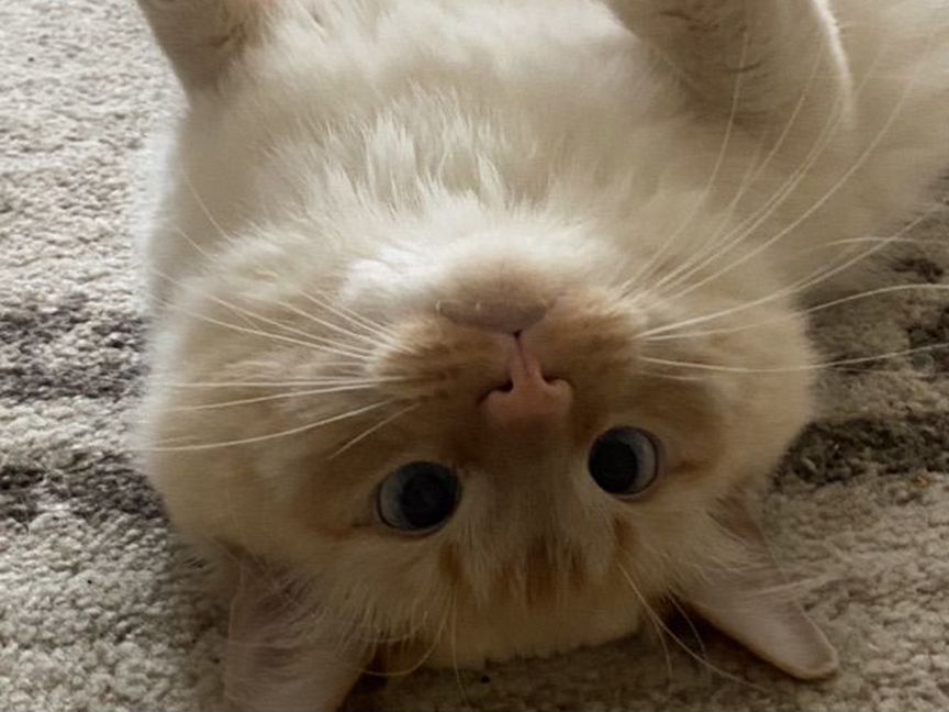 SOS котика в добрые руки
