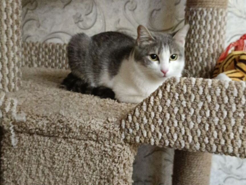 Кошка