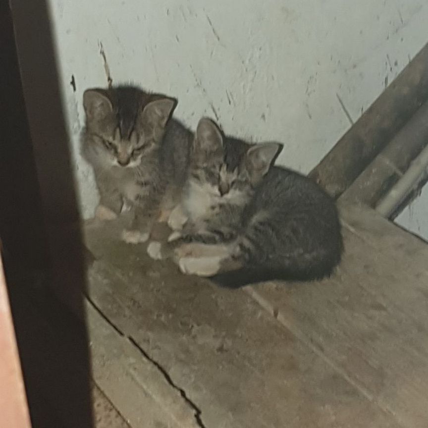 Котята бездомные