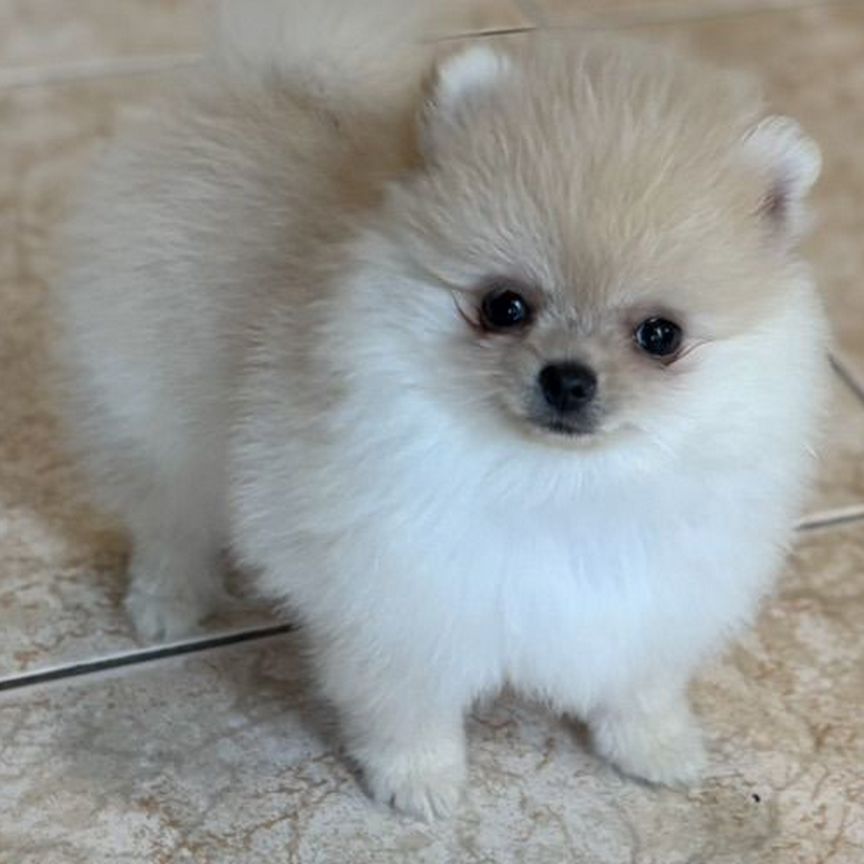 Померанский шпиц, щенок