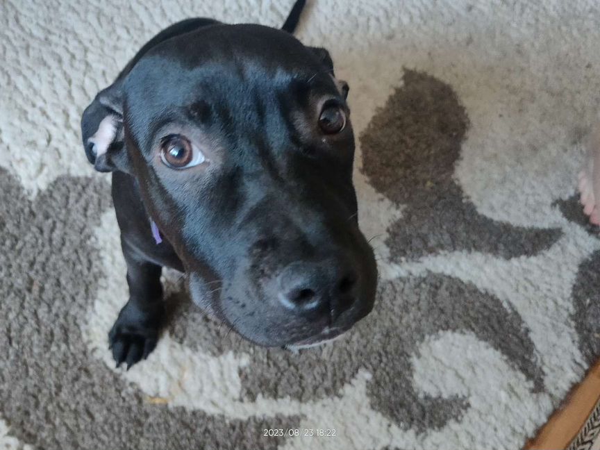 Ам стаф девочка 5 месяцев