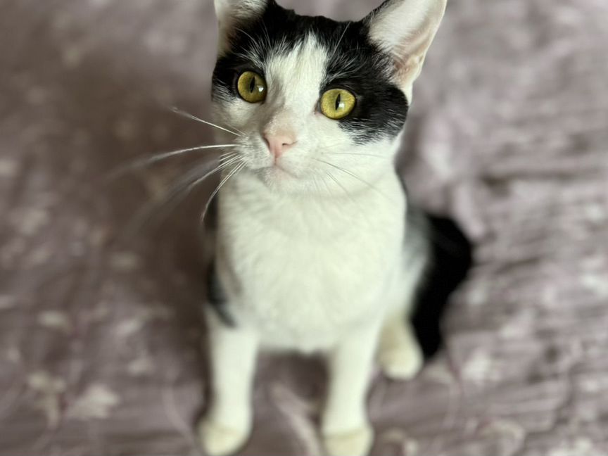 Кошечка Луша