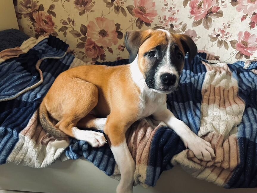 Собака стафф