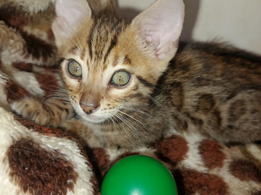 Чудо- бенгалики