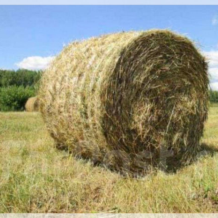 Сено в рулонах