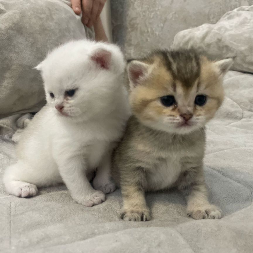 Британские котята