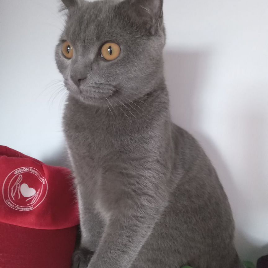 Продаются котята