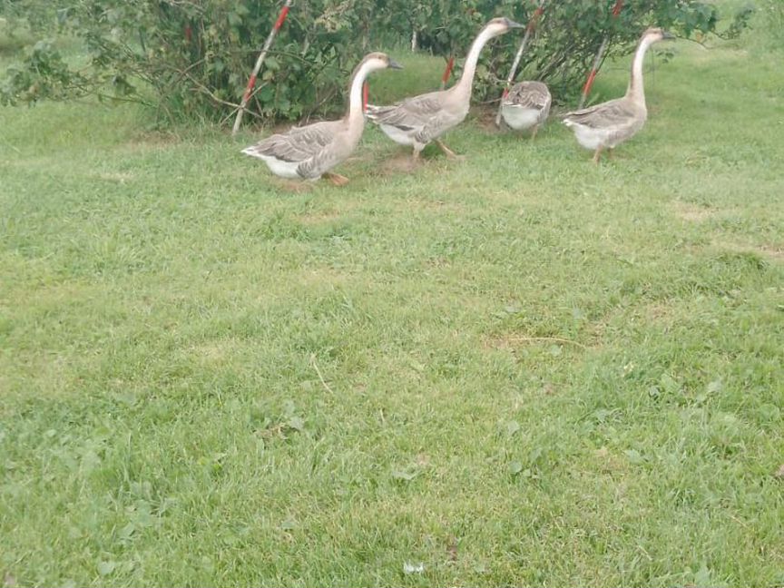Китайские гуси