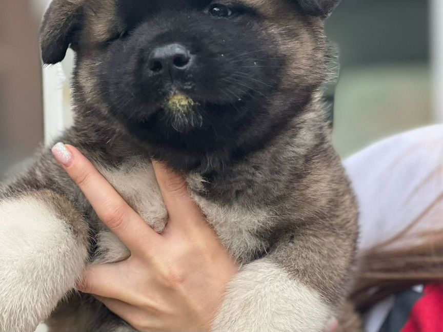 Американская акита