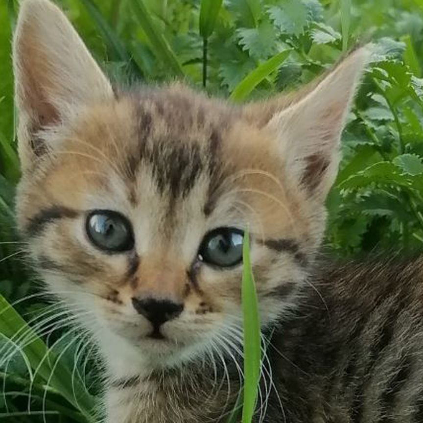 Котятки-кошечки