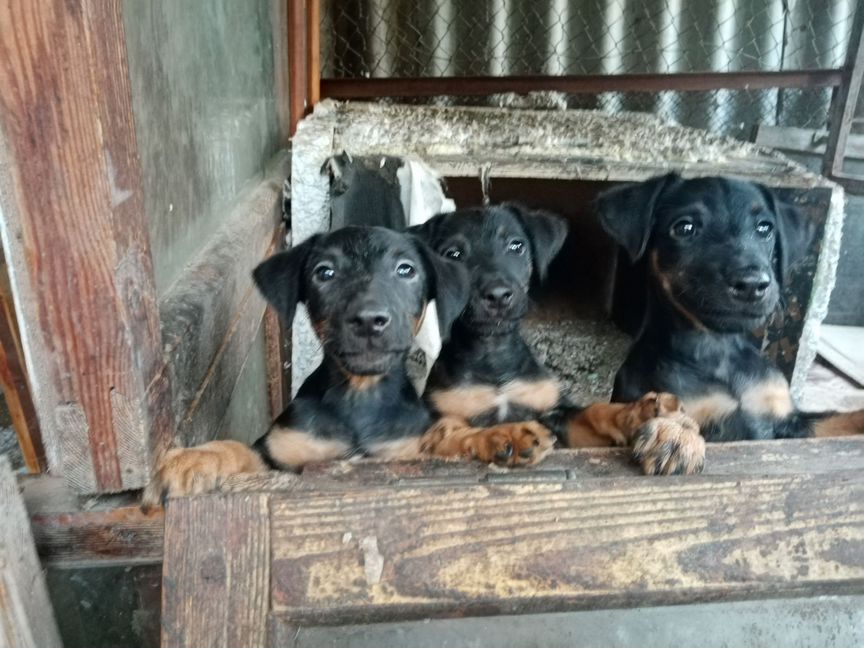 Щенки ягдтерьера